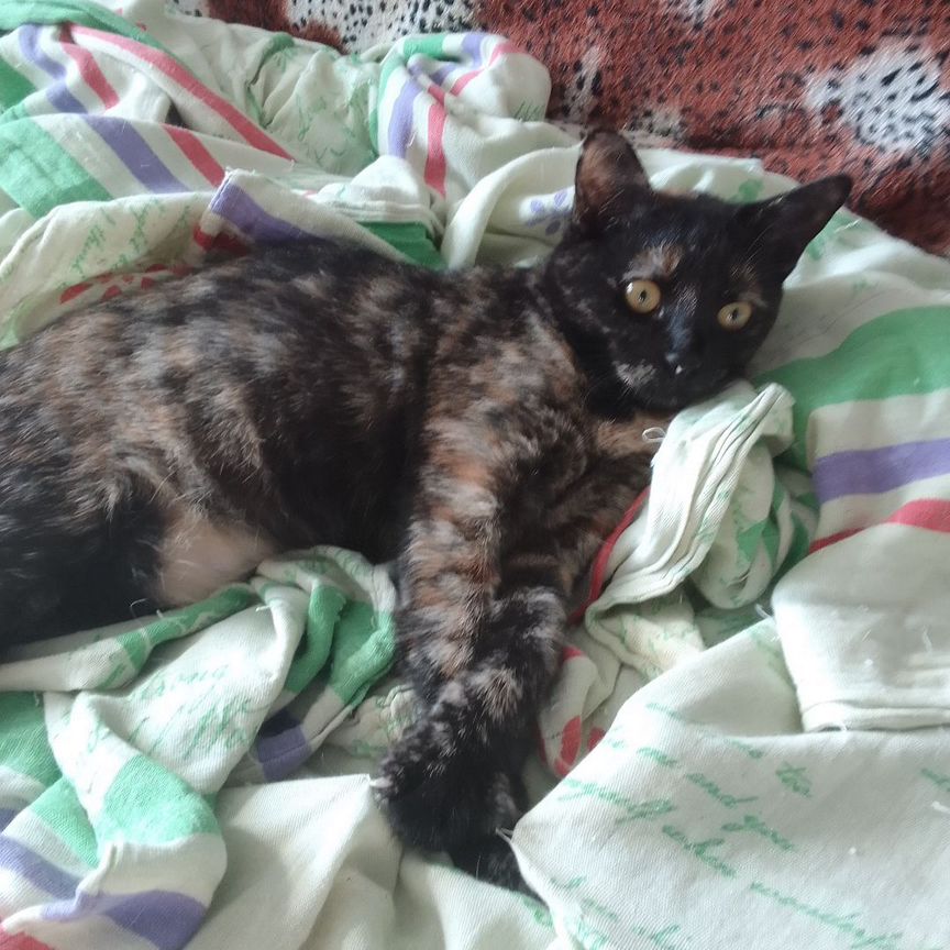 Кошки в добрые руки