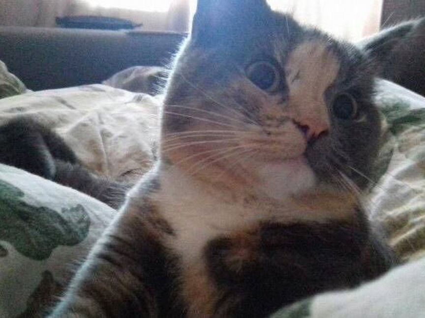 Отдается в добрые руки кошка