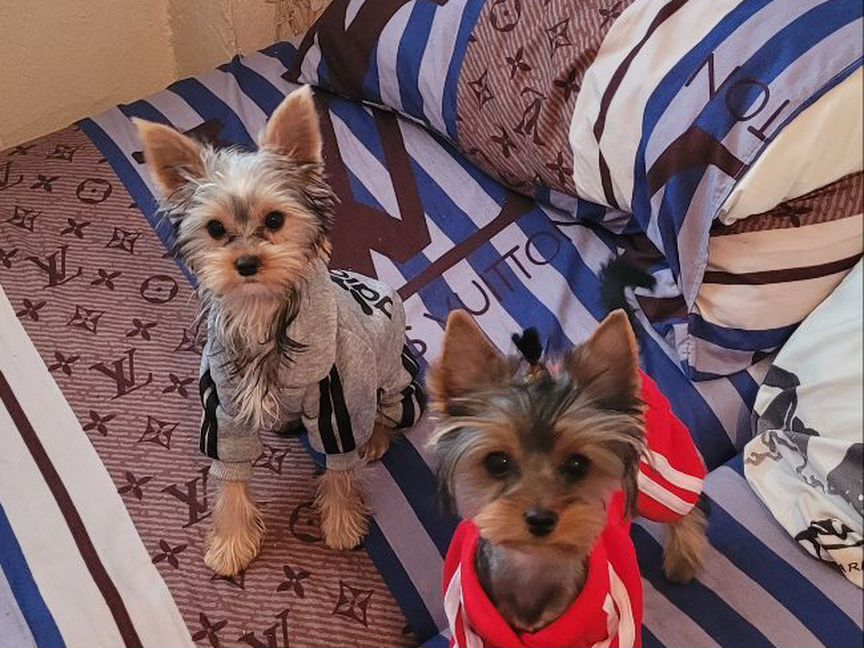 Продаётся йорк