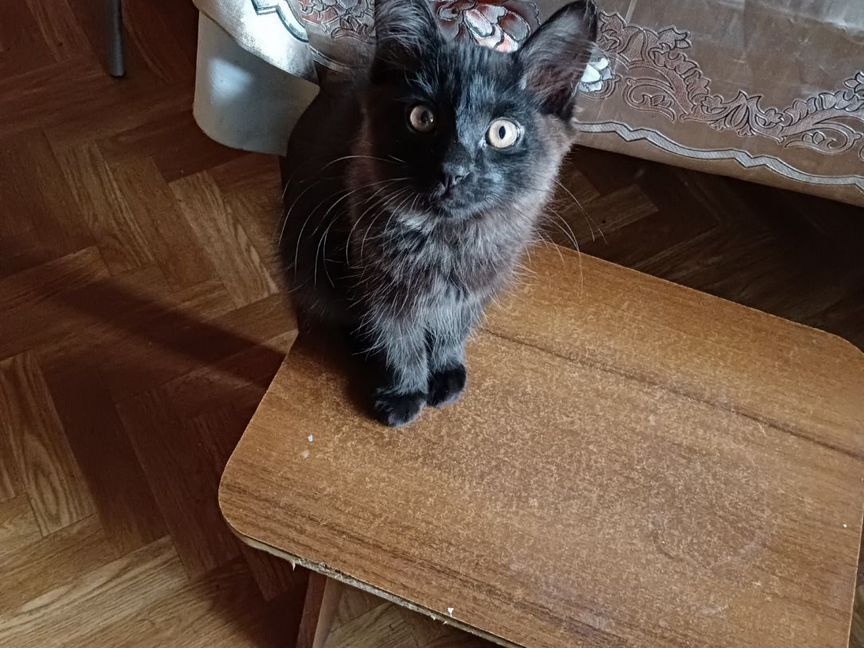 Котик