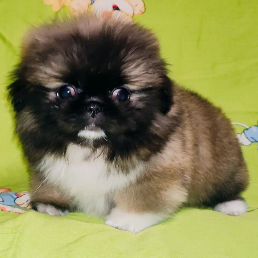 Пекинес, щенок