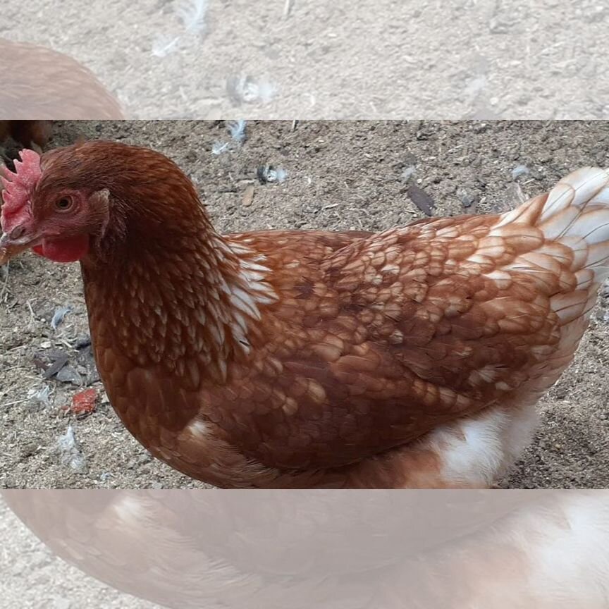 Куры несушки