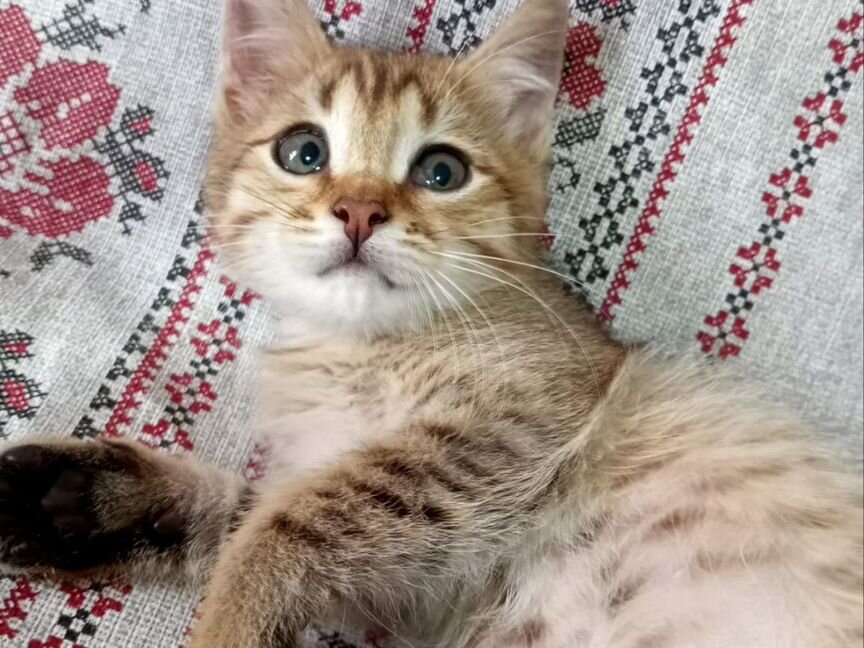 Котята в добрые руки мальчики