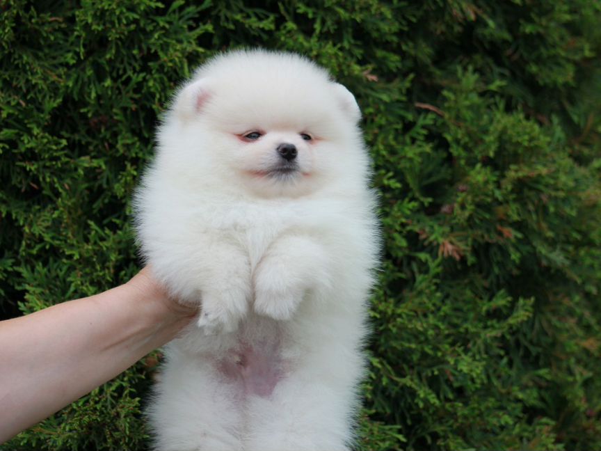 Шпиц миниатюрный