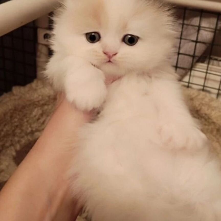 Котята хайленд фолд