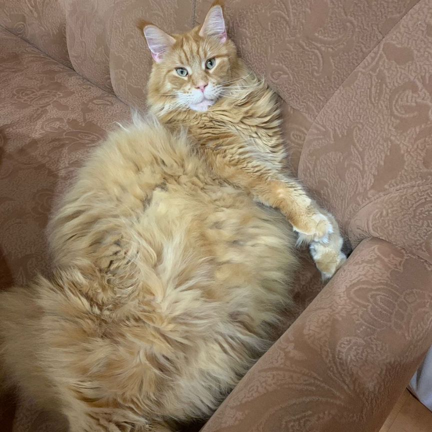 Отдадим Мейн-куна в добрые руки