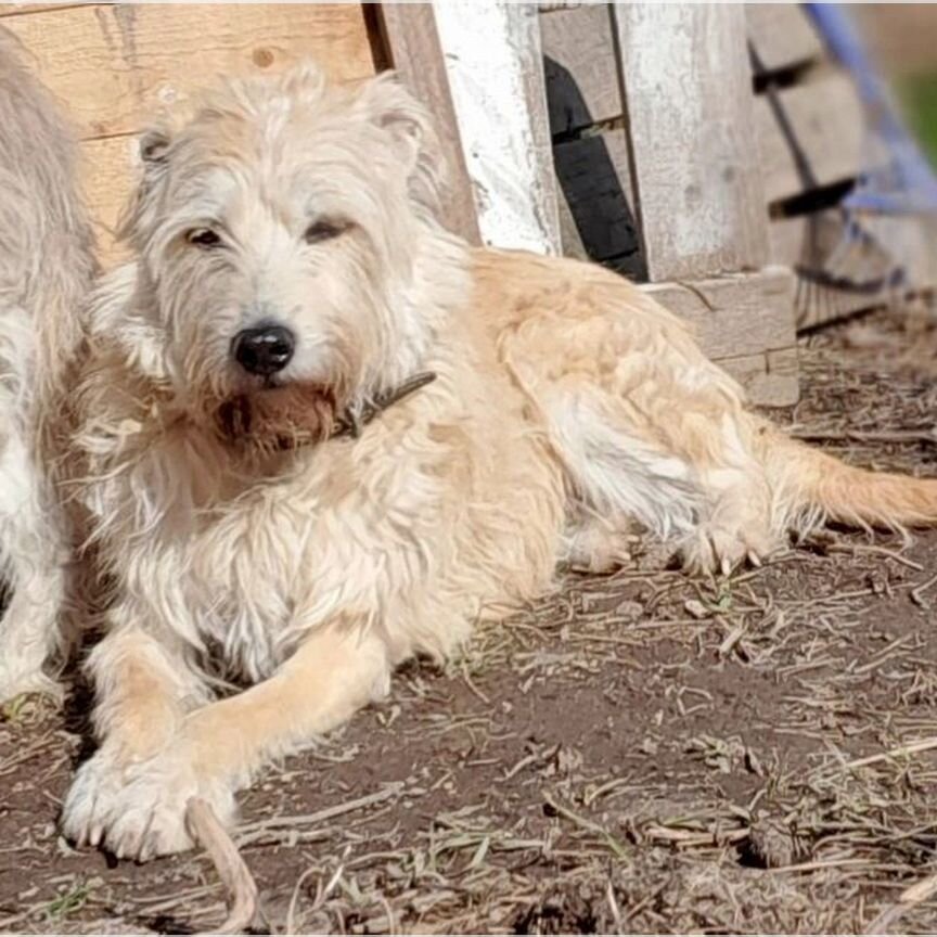 Идеальная собака ищет дом/передержку
