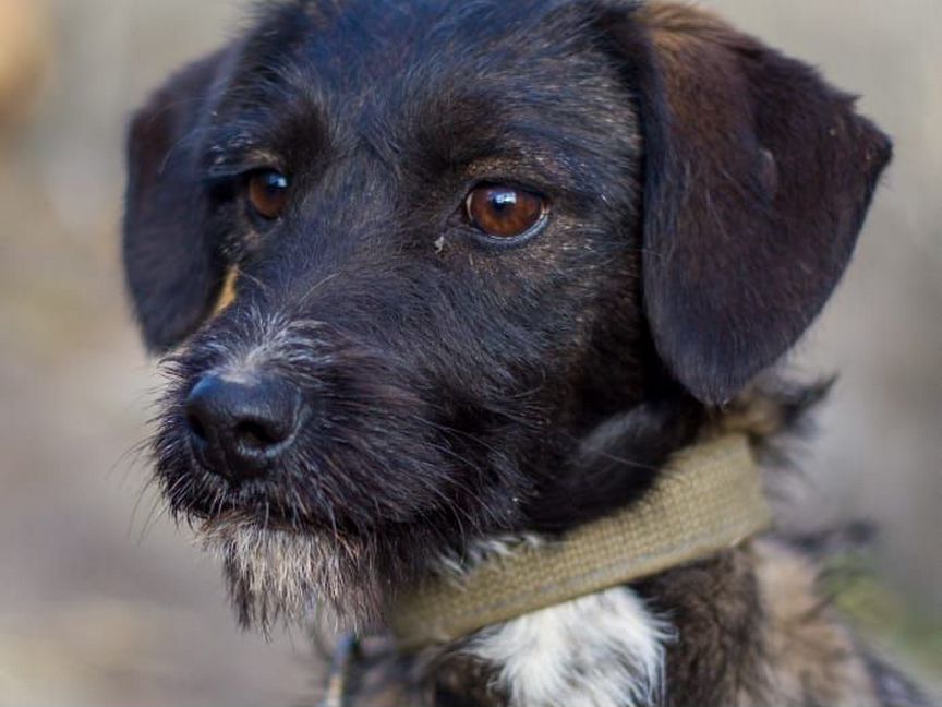 Щенок Малая