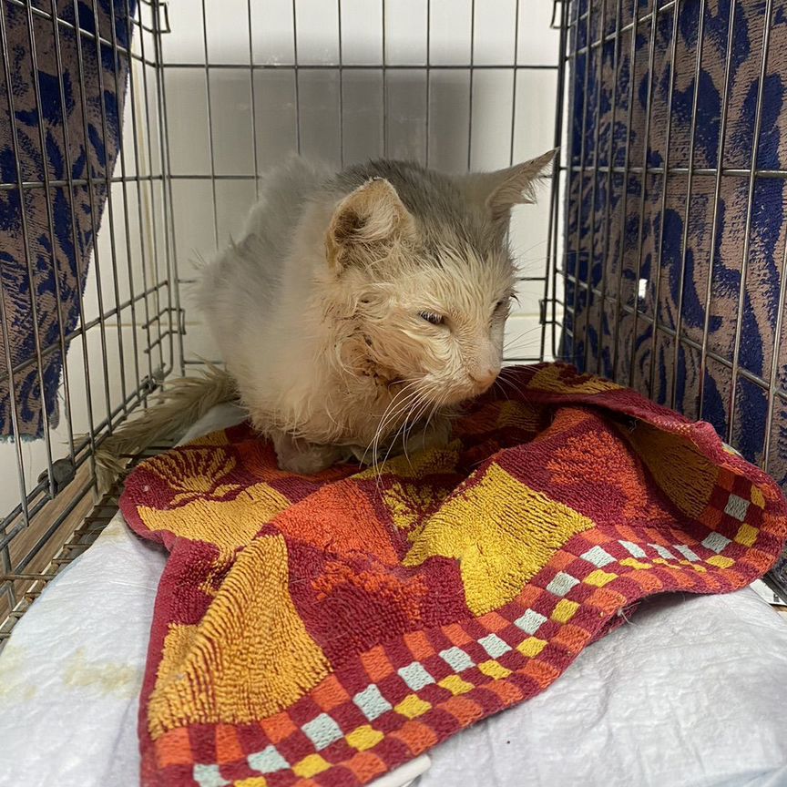 Срочно нужна передержка