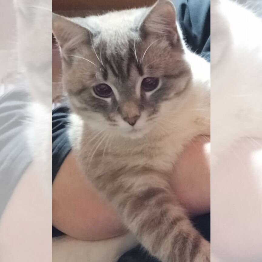 Невский кот вязка