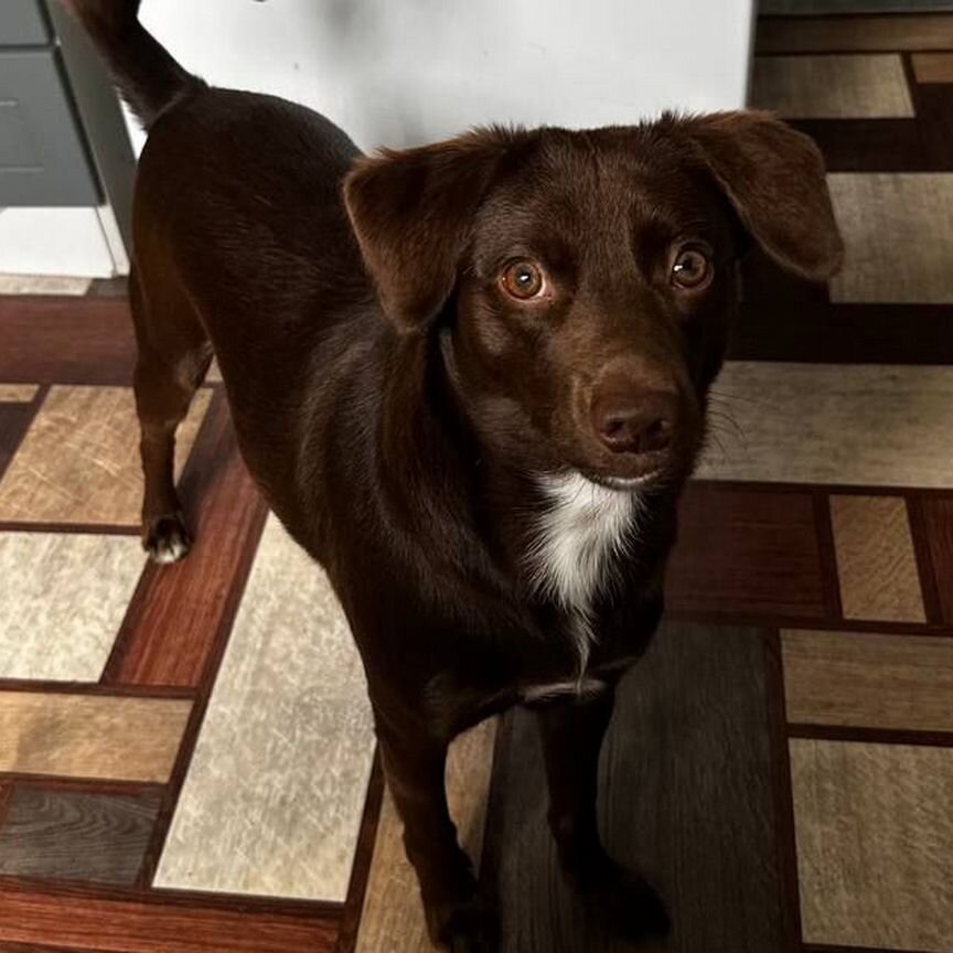 Щенок в добрые руки