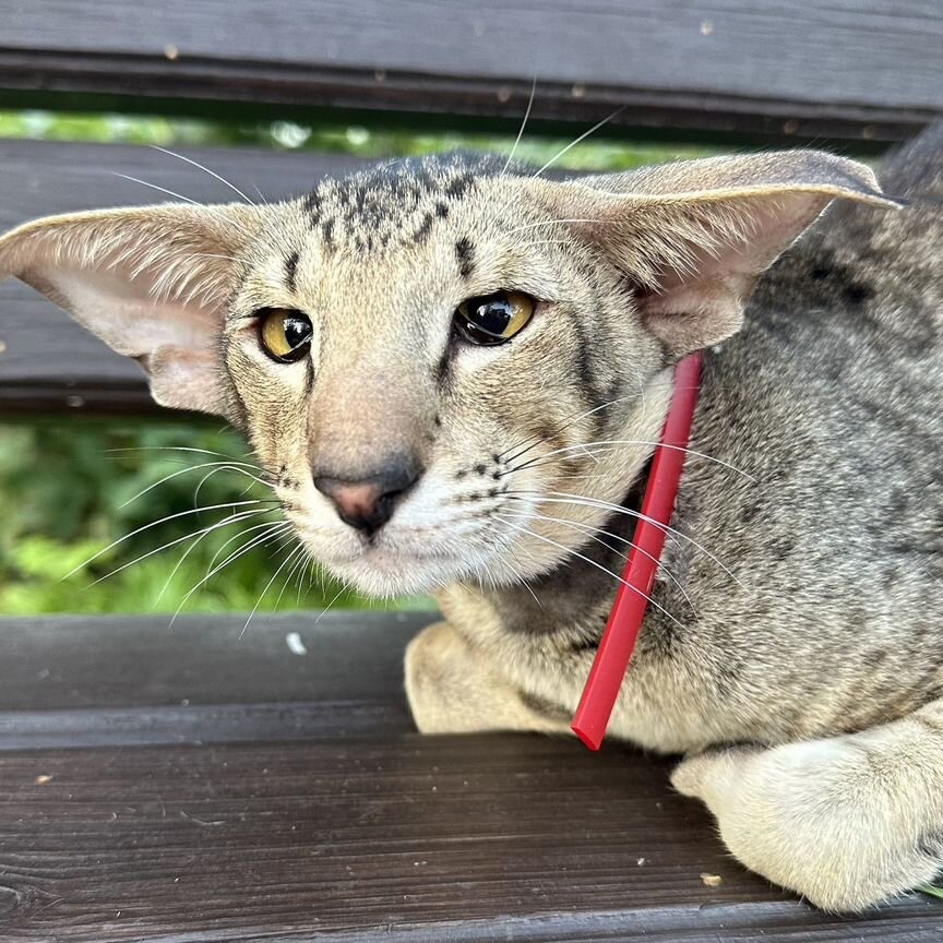 Ориентальный кот экстрим