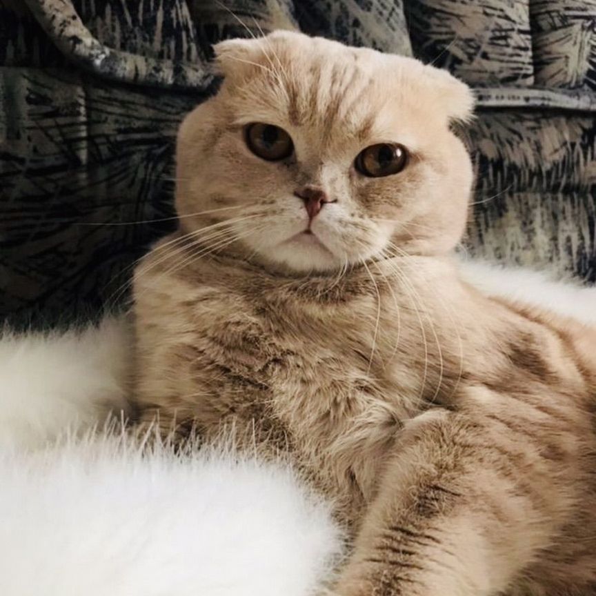 Шотландская вислоухая