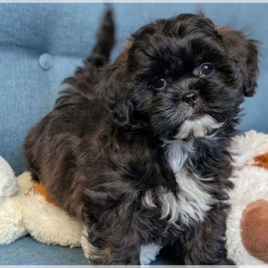 Мальтипу, щенок