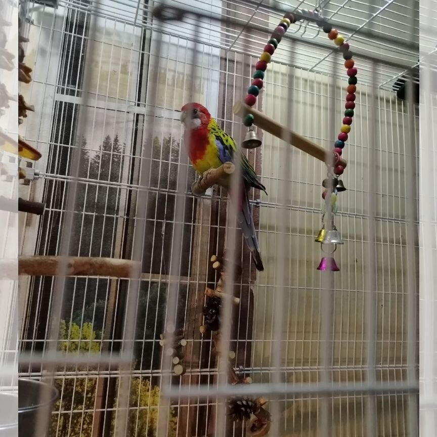 Попугай Розелла