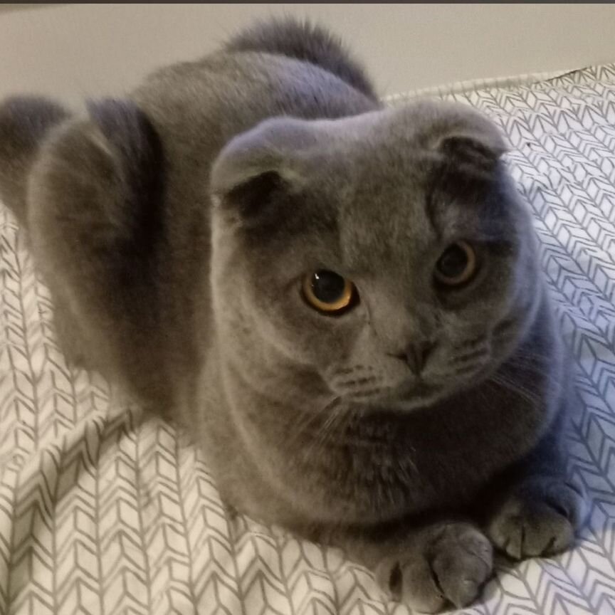 Вязка британских кошек