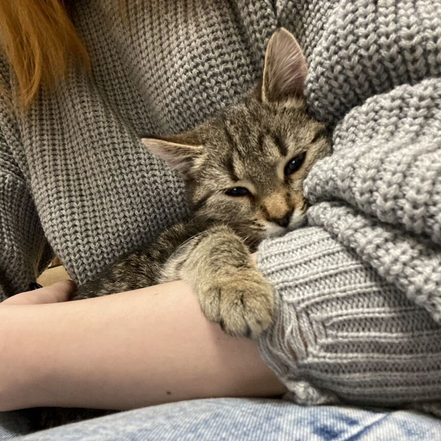 Котенок в добрые руки