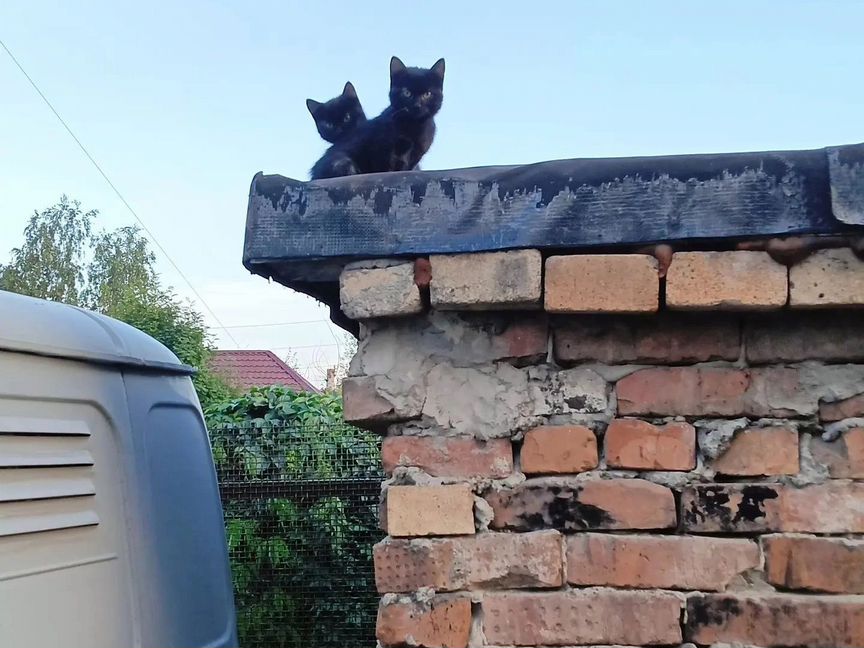 Котята и кошки в Добрые Дома