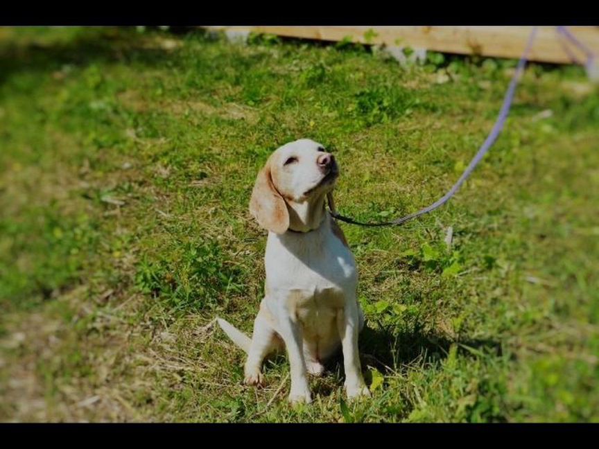 Собака бигль