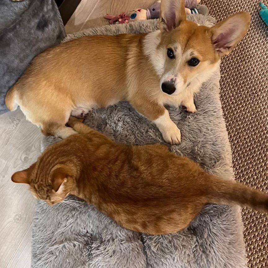 Вельш Корги Пемброк, щенок