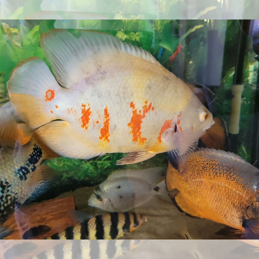 Астронотус