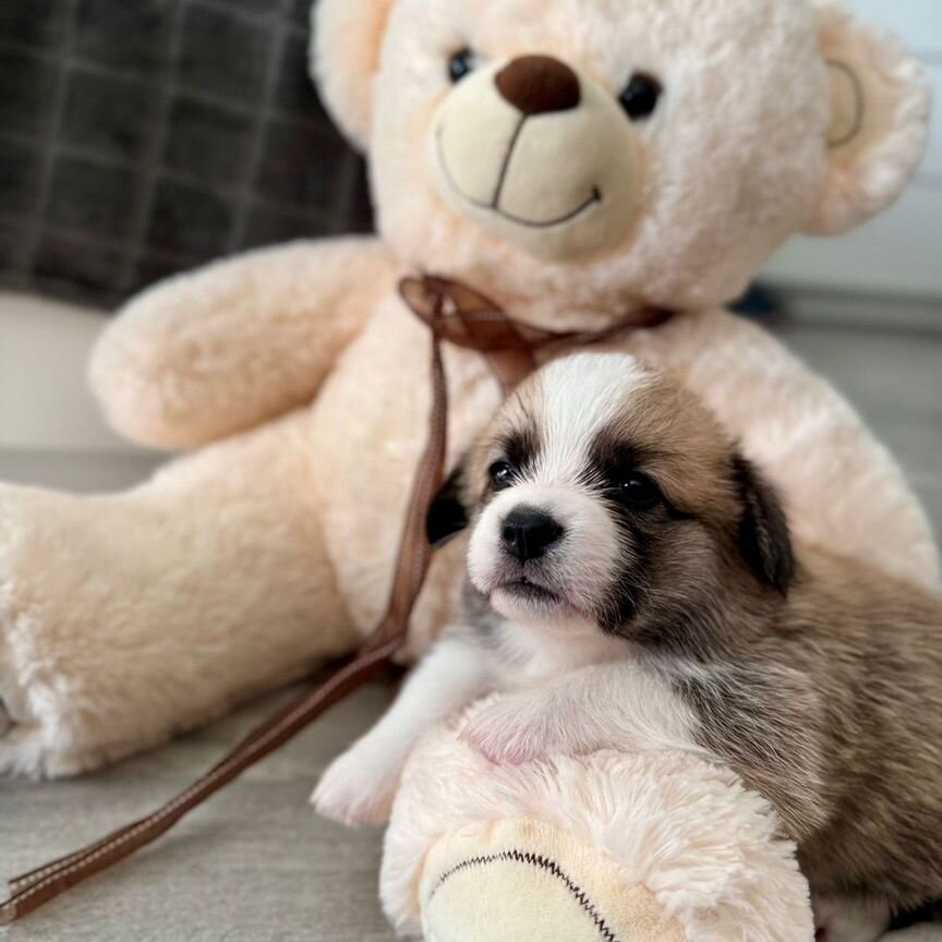 Щеночки вельш корги