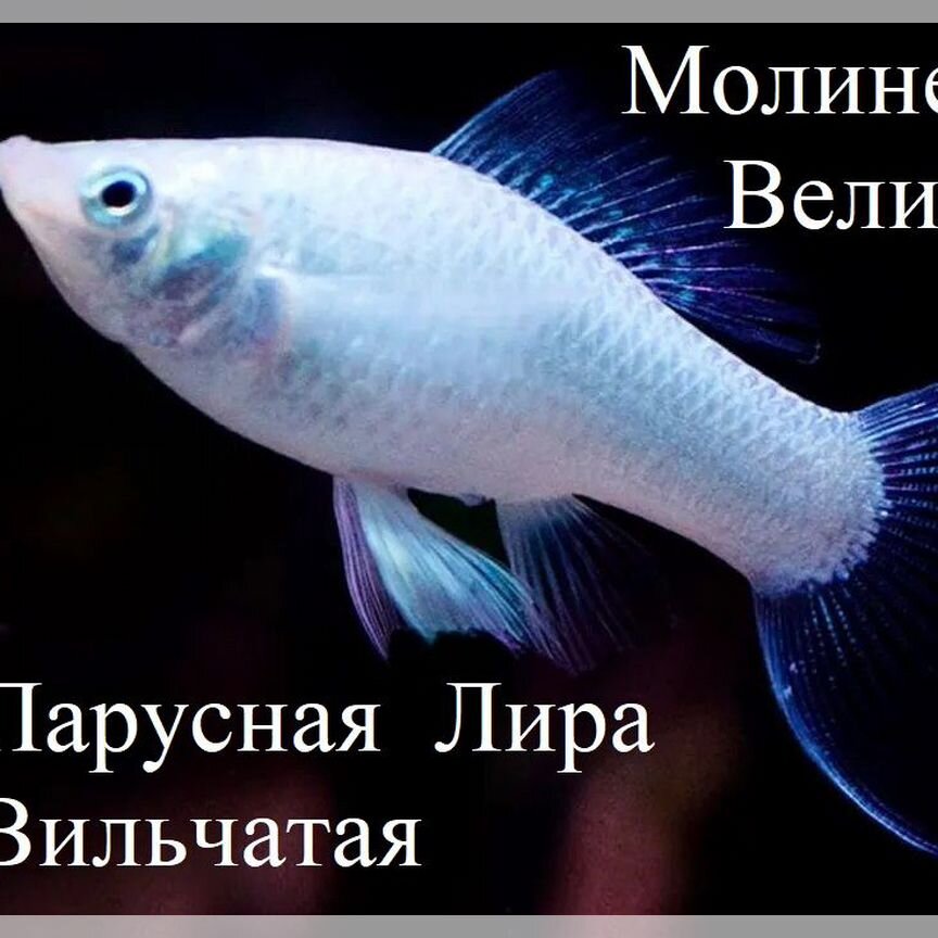 Моллинезия велифера Снежинка Лира от 5 шт