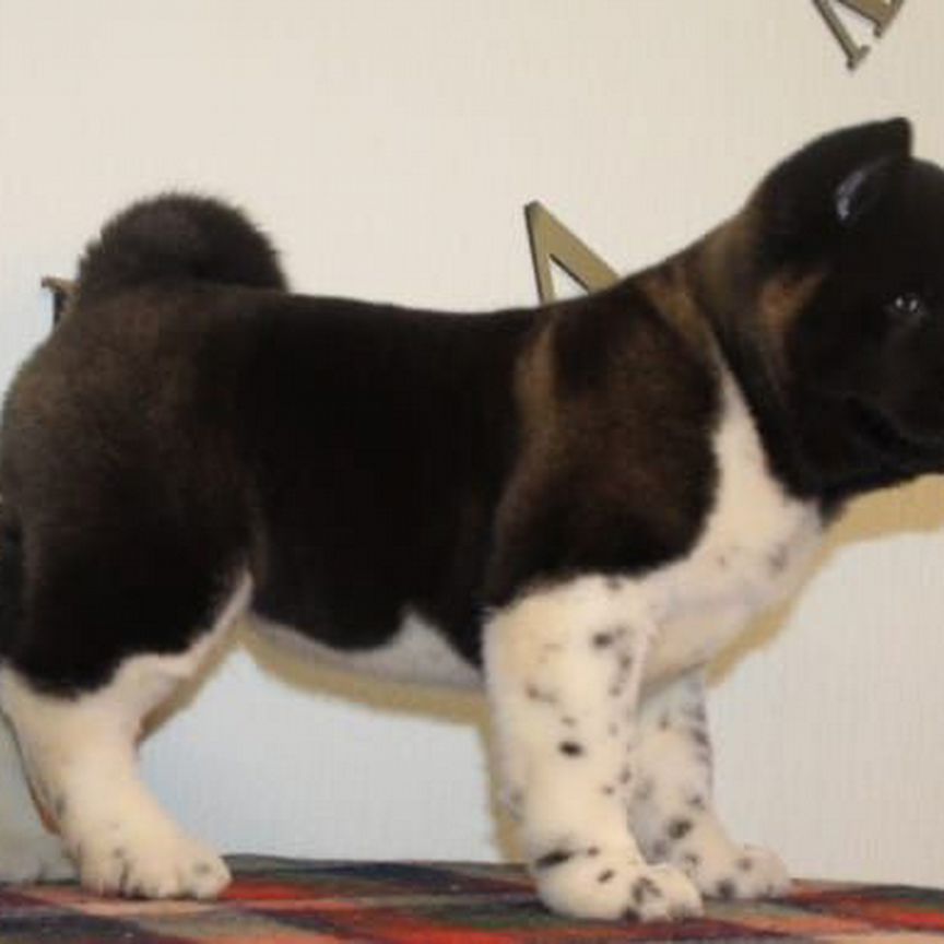 Крепыш акита