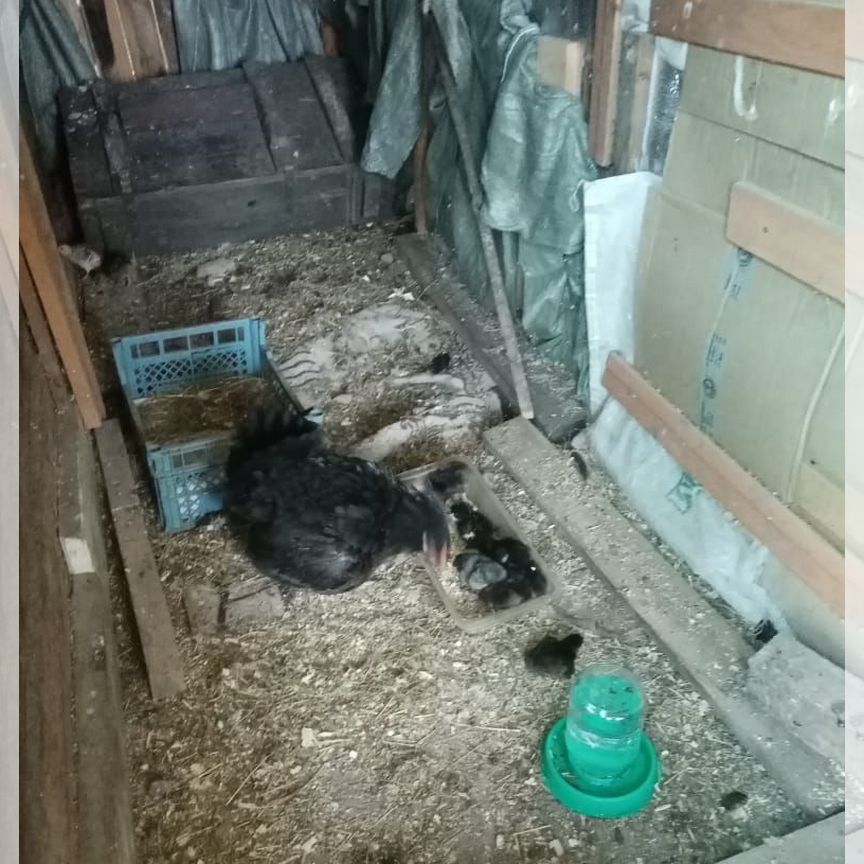 Клушка с цыплятами