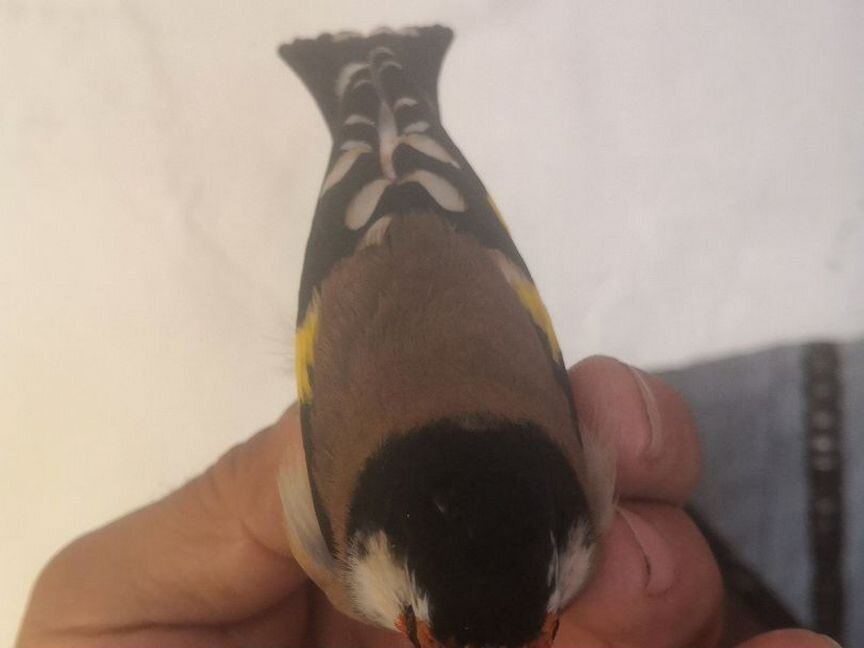 Щегол цыган