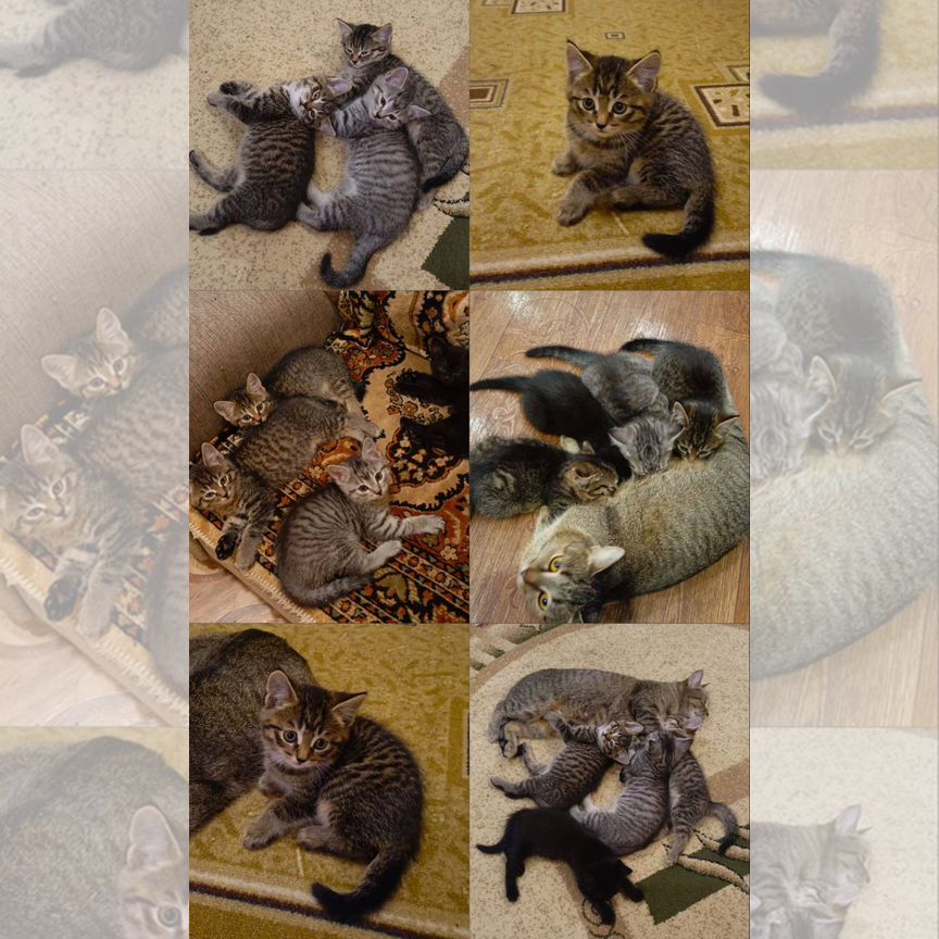 Котёнок в добрые руки