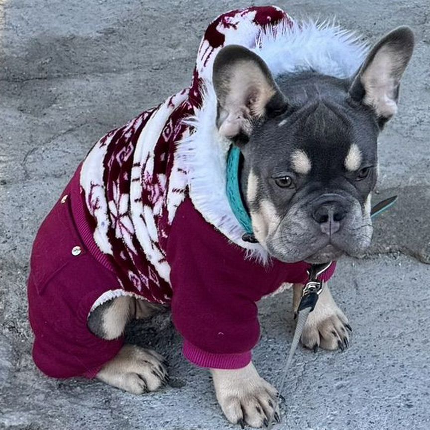 Комбинезон для собаки