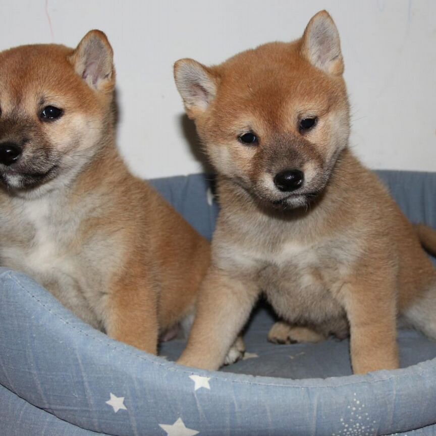 Очаровательные детки сиба ину