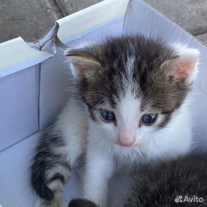 Подарите котятам шанс жить в семье
