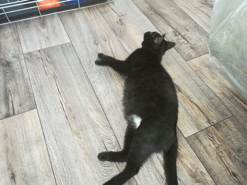 Отдам в добрые руки