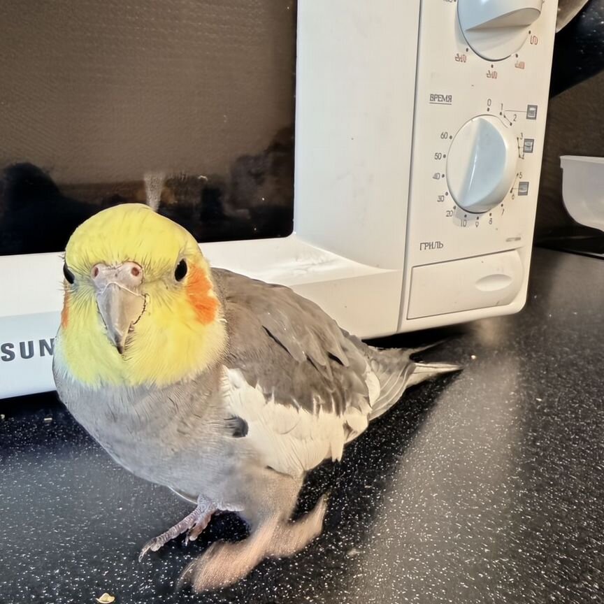 Пара попугаев Корелла