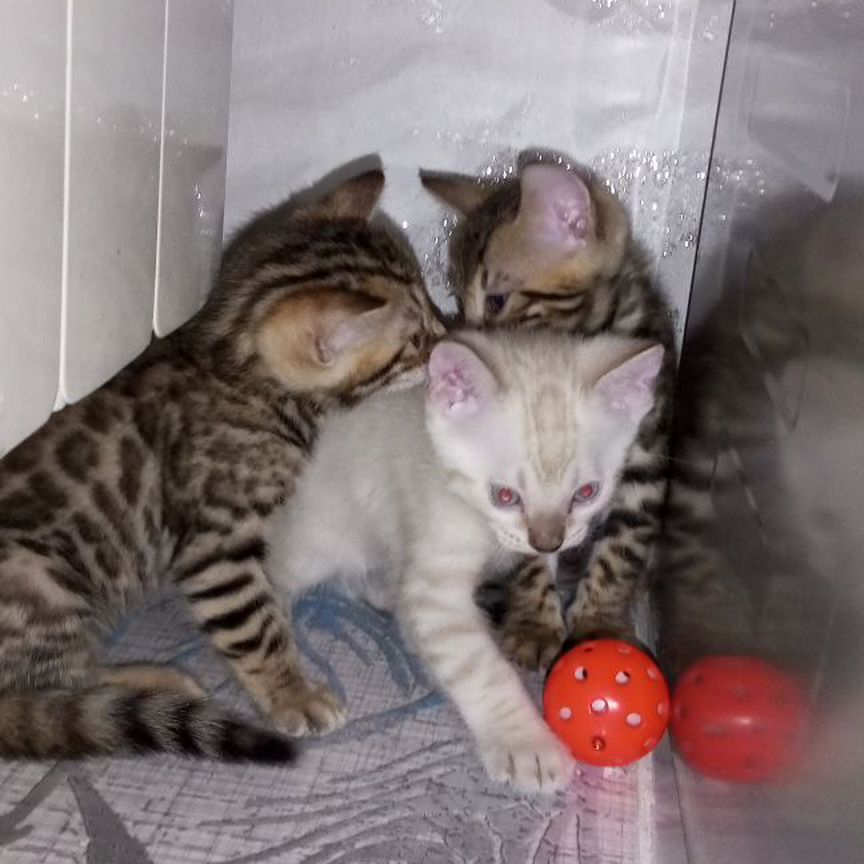 Бенгальские котята