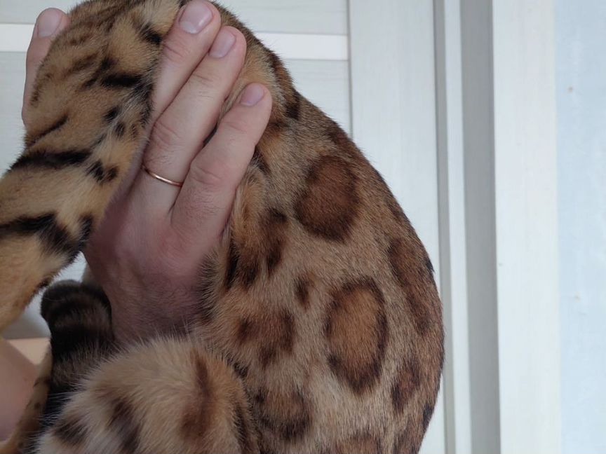 Бенгальская кошка