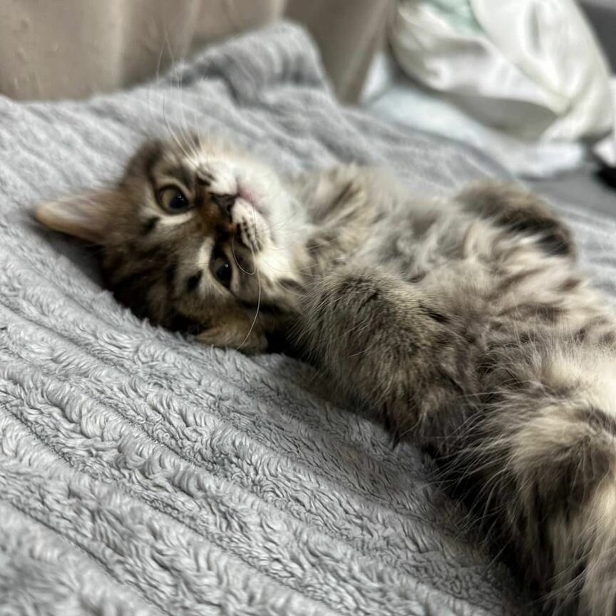 Британская кошечка