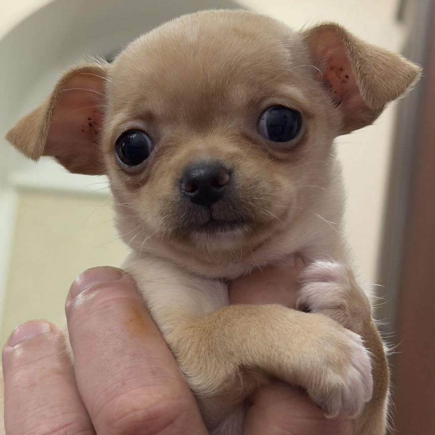 Чихуахуа, щенок