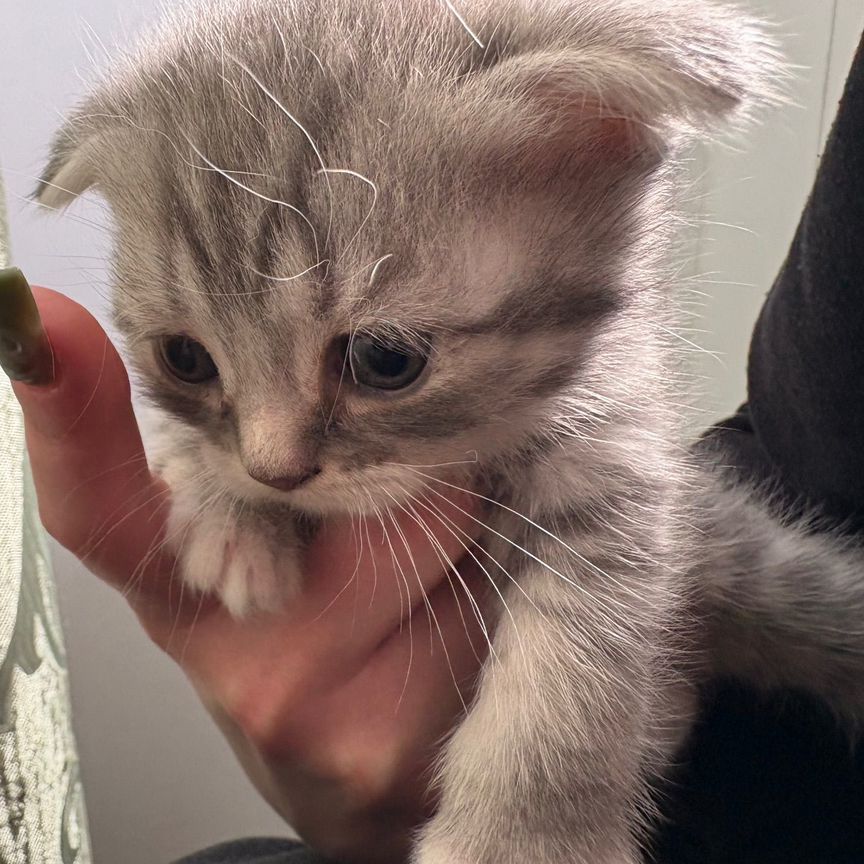 Шотландский вислоухий короткошёрстный котёнок