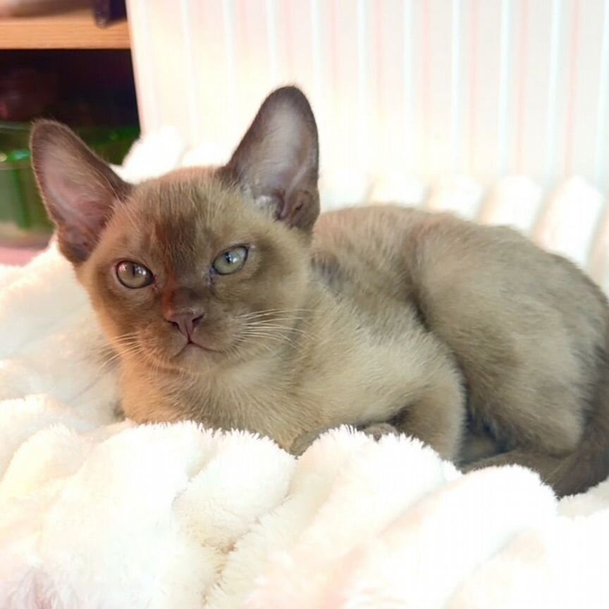 Европейский бурманский котёнок