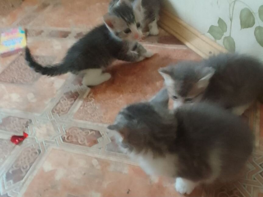 Котята в добрые руки