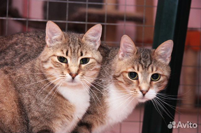 Аркаша и Ариша, кошки в добрые руки приют Ржевка