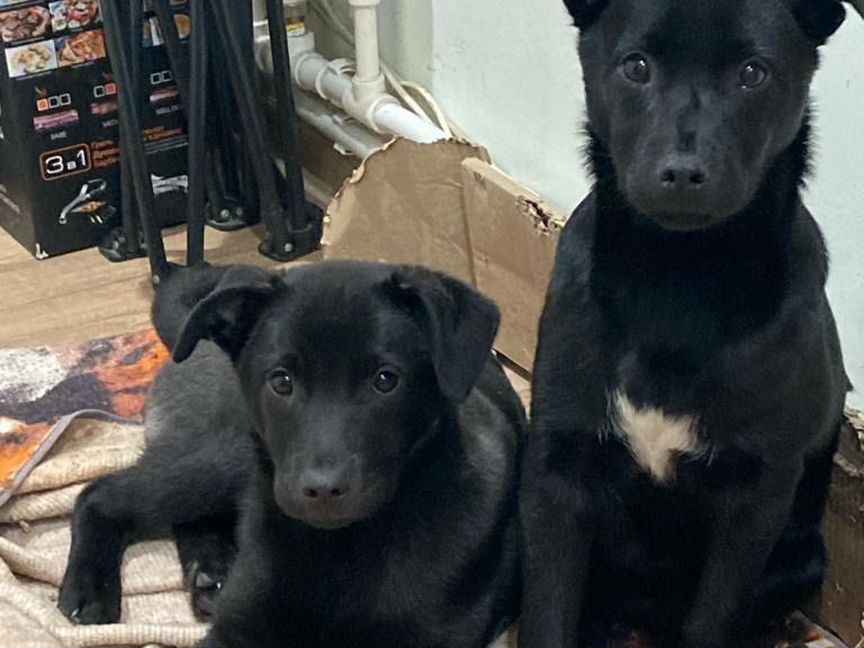 Малыши ищут заботливых родителей