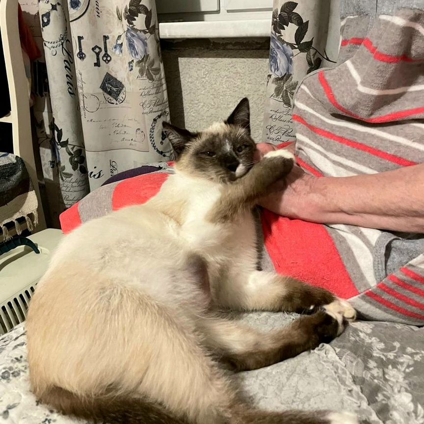 Котенок мальчик 6 месяцев