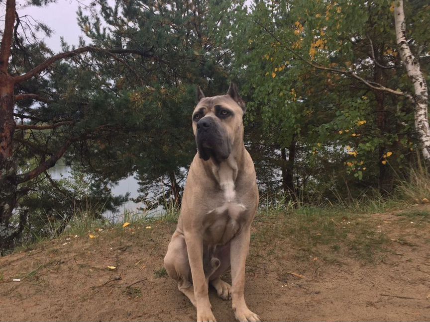 Вязка Кане корсо