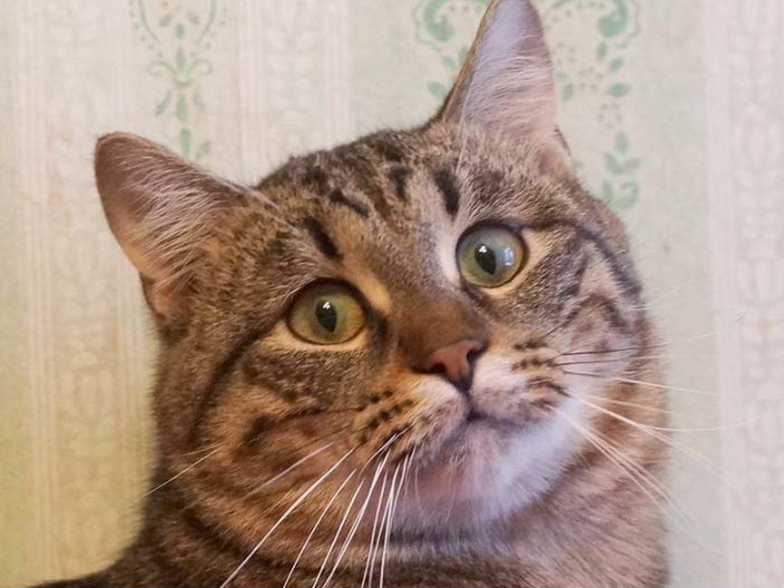 Полосатый мальчишка