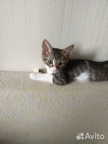 Котята в добрые руки даром