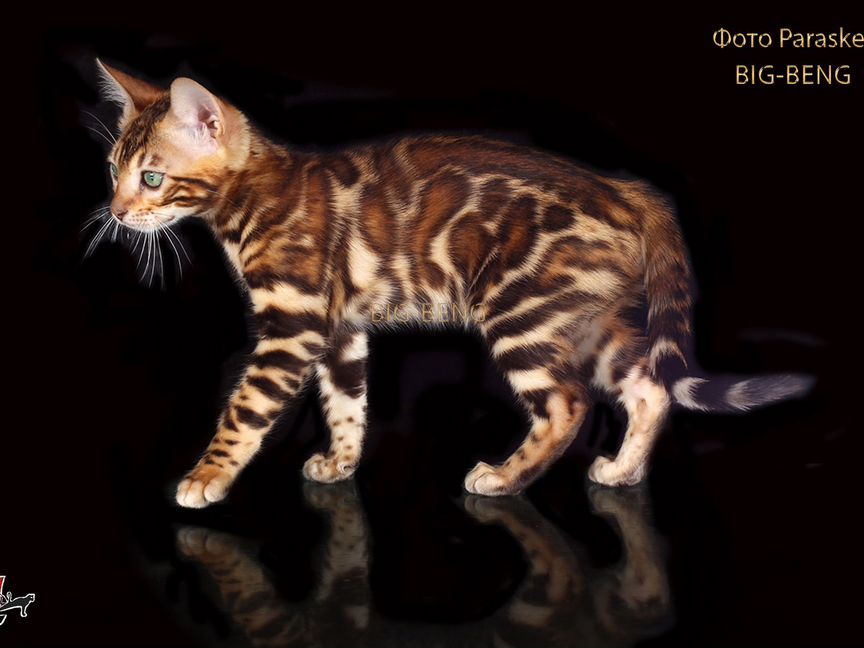 Бенгальская кошка